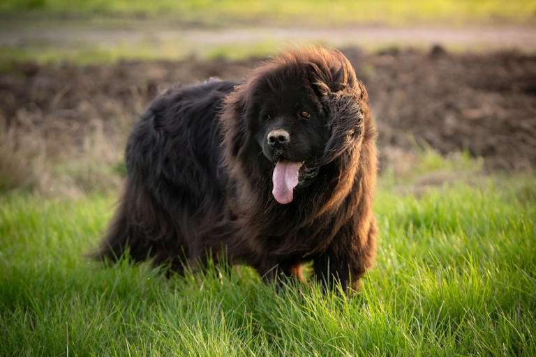 6 Low-Energy Dog Breeds That Are Emotional Anchors, Say Vets