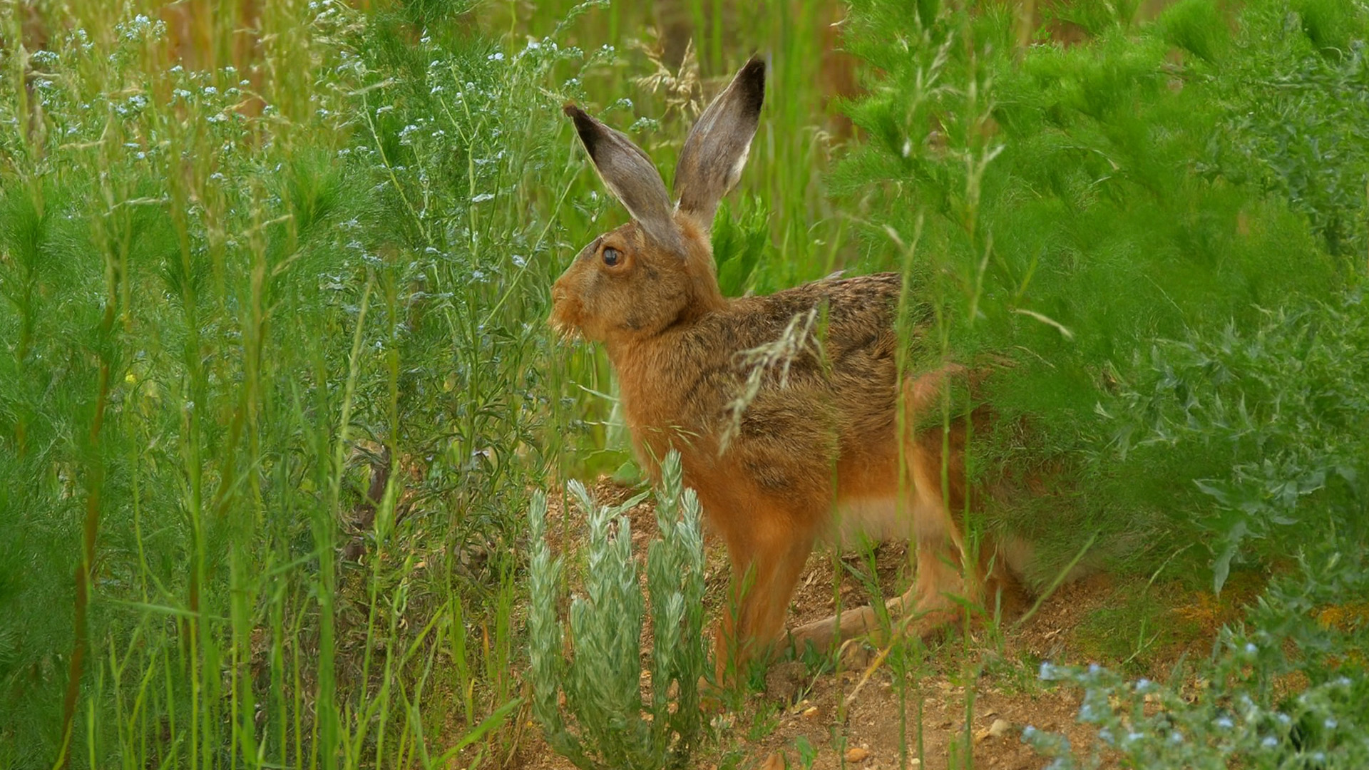 Exploring the World of Wild Animals