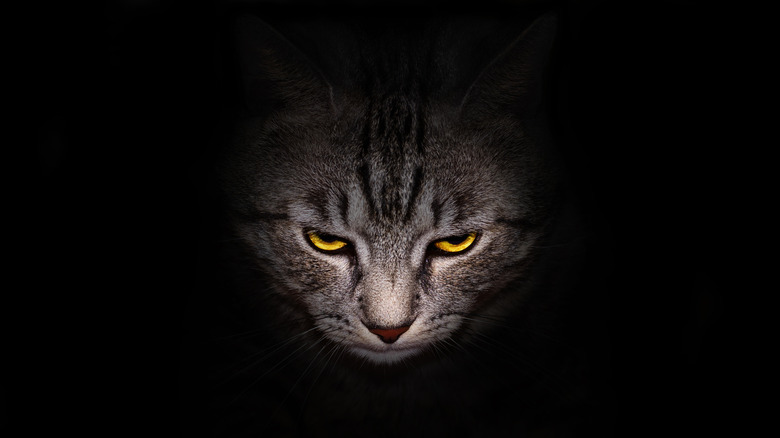 Creepy moments every cat owner knows