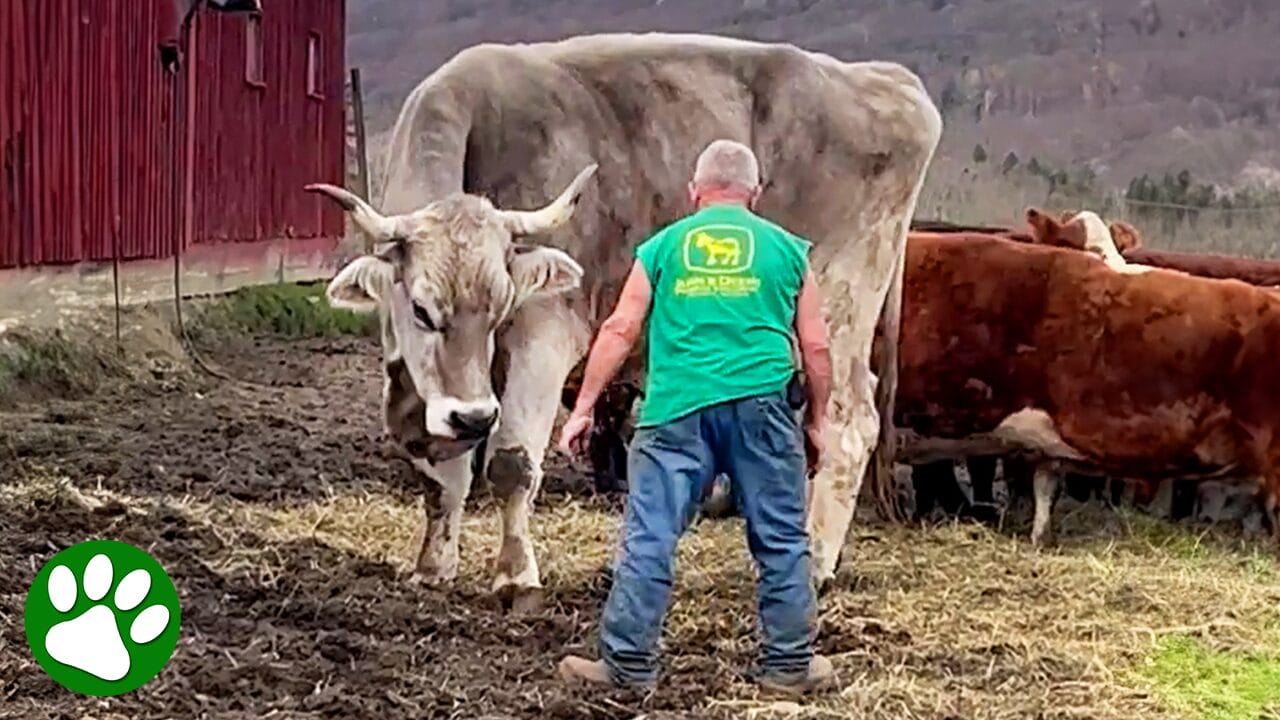 The biggest ox you’ll ever see is a true gentle giant