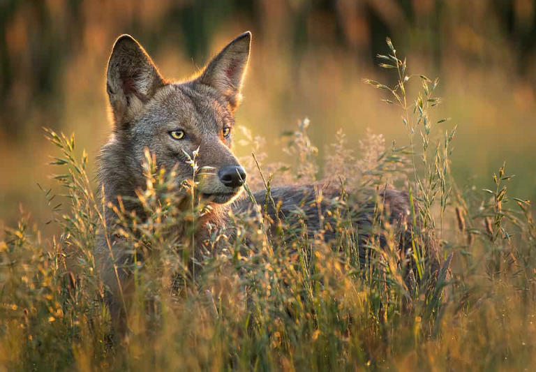 Seasonal shifts: Why coyotes are suddenly more visible