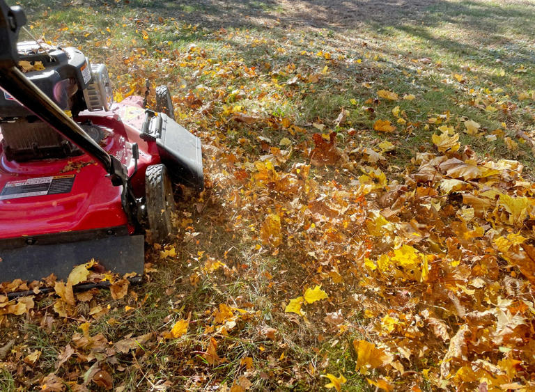 Are Messy, Unraked Leaves Actually DESTROYING Your Lawn? Experts Weigh In