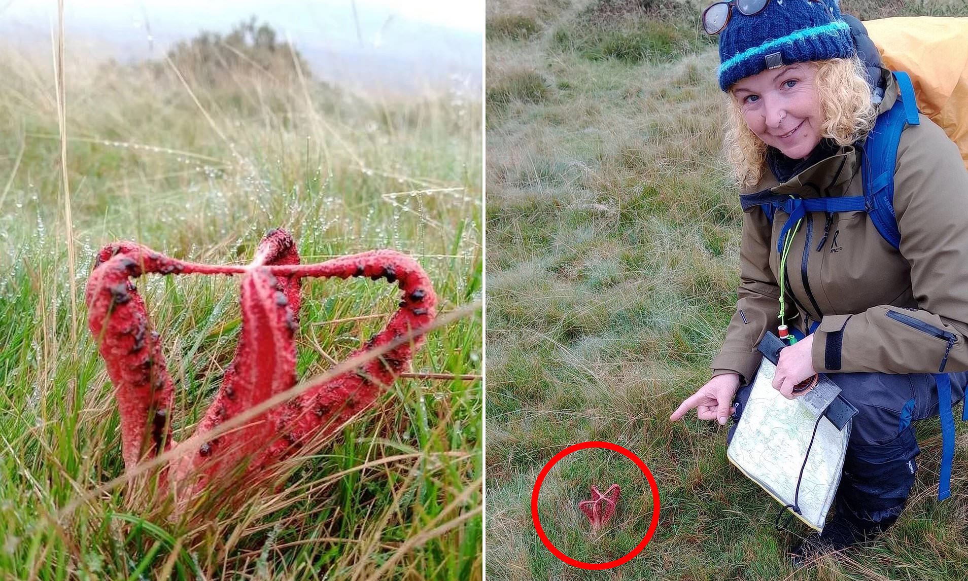 Hiker finds alien-looking fungus on Dartmoor - and soon learns why it ...