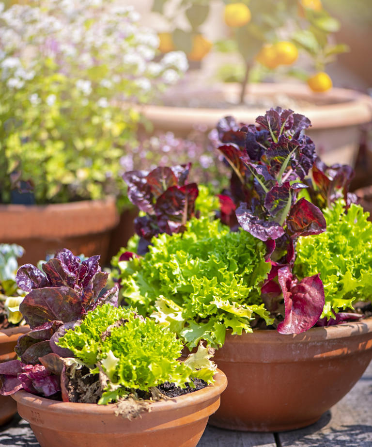 5 tabletop gardens that make outdoor spring dining feel magical