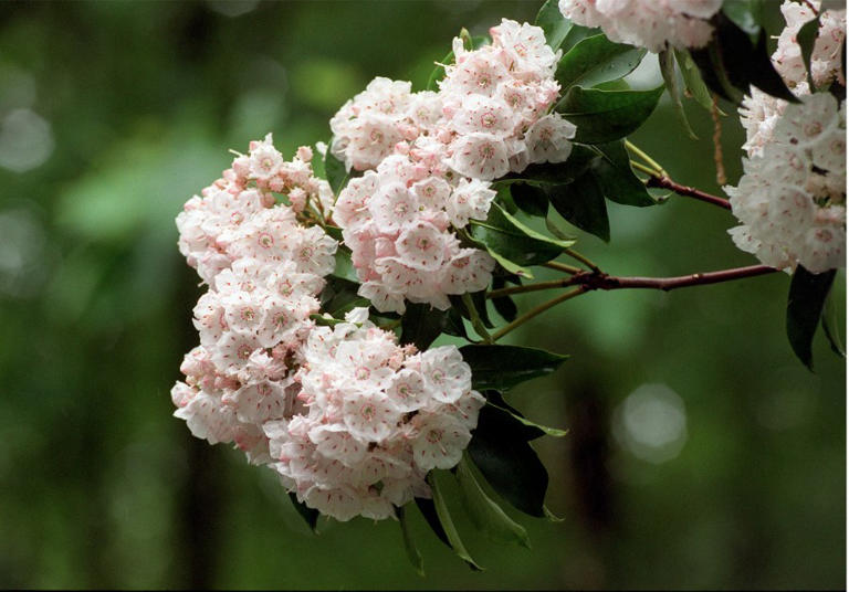 Test your trivia knowledge with Pennsylvania’s state symbols