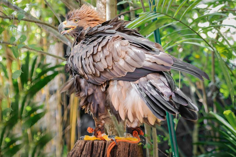 11 Of The World’s Strongest Birds And How Much They Can Carry