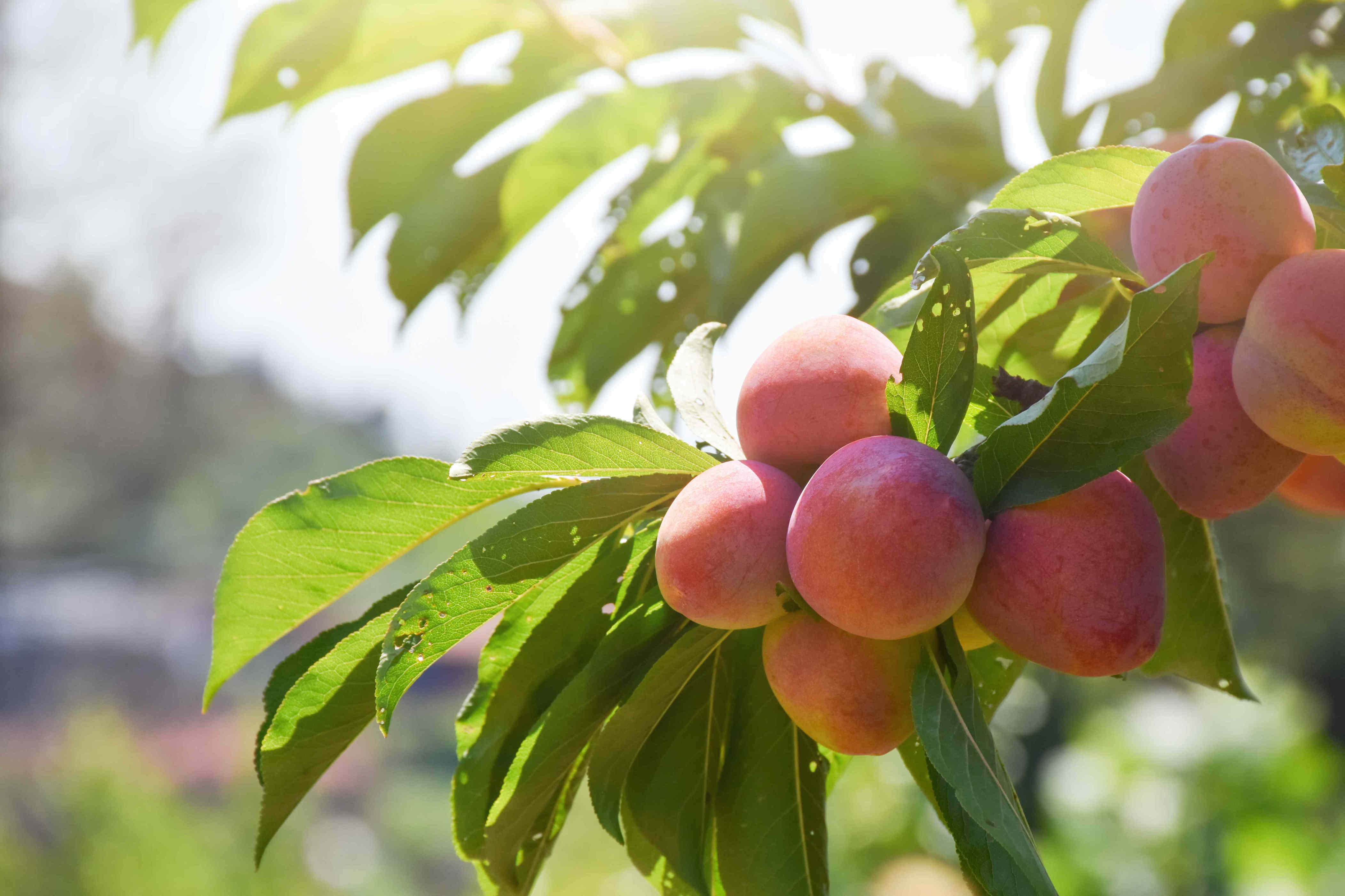How to Protect Your Peach Trees This Winter, According to Gardening Experts