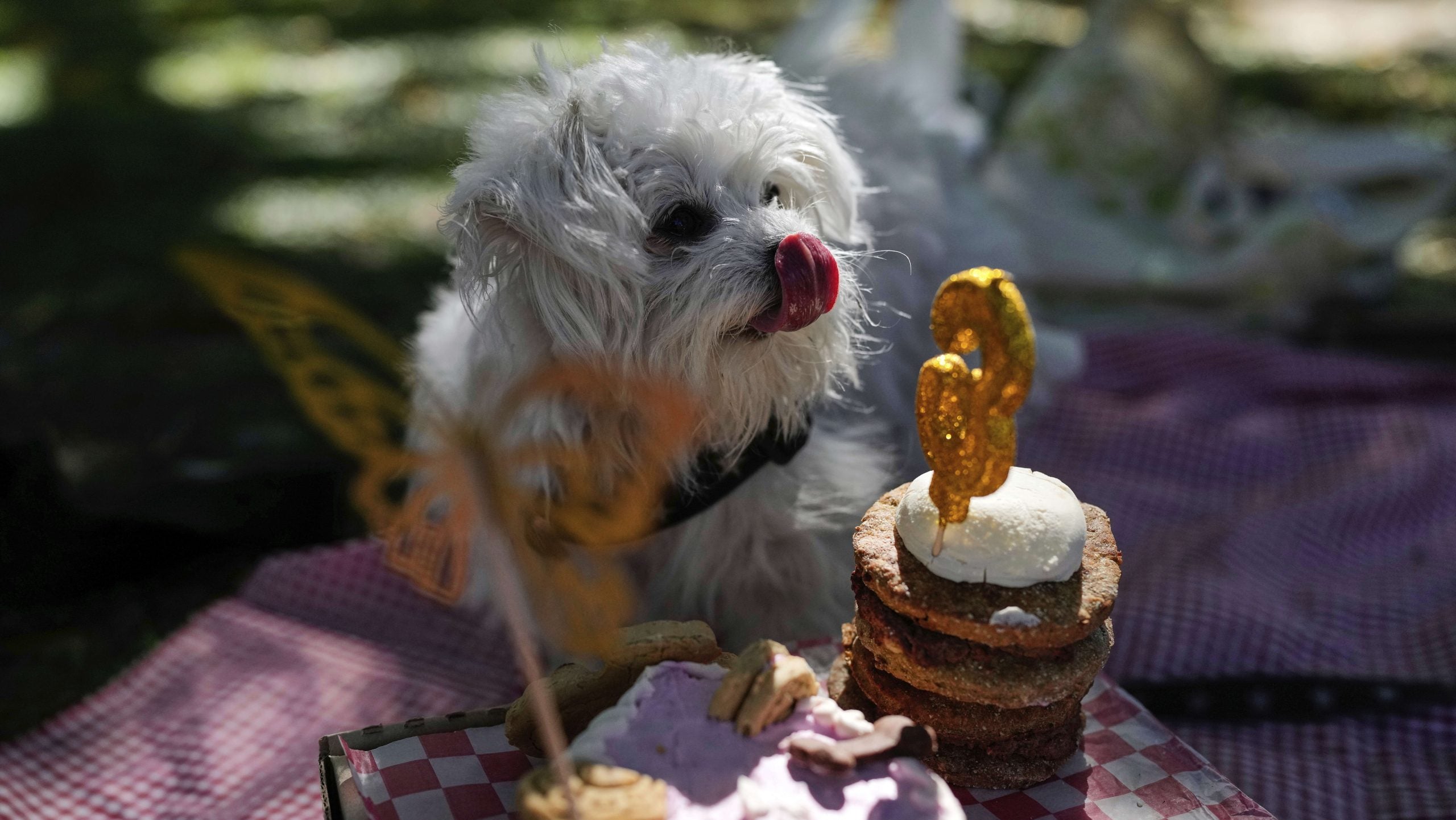 ‘Pet Pals TV': Protecting your pets during the fall season