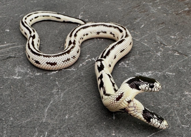 Meet the rare, two-headed snake that has one heart and two brains!