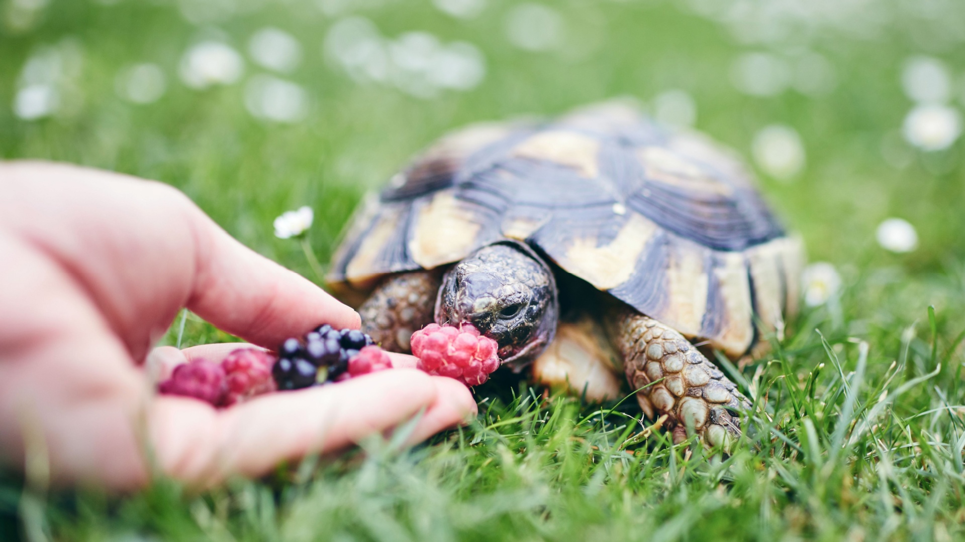 Fun Facts About Pet Turtles