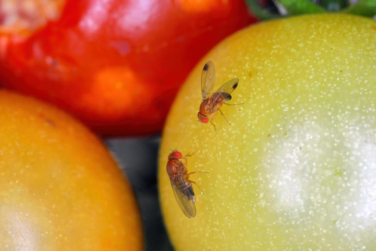 An entomologist told us the fastest way to get rid of fruit flies. Here ...