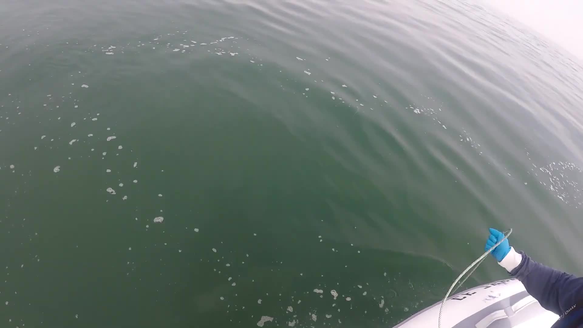 Monster Dungeness crabs - Epic catch at sea!