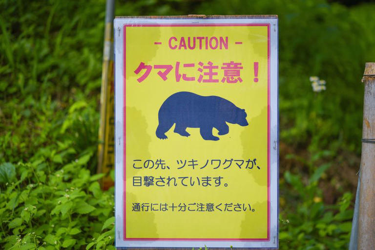 Japan at 'war with bears' as army deployed after beasts go on murder ...