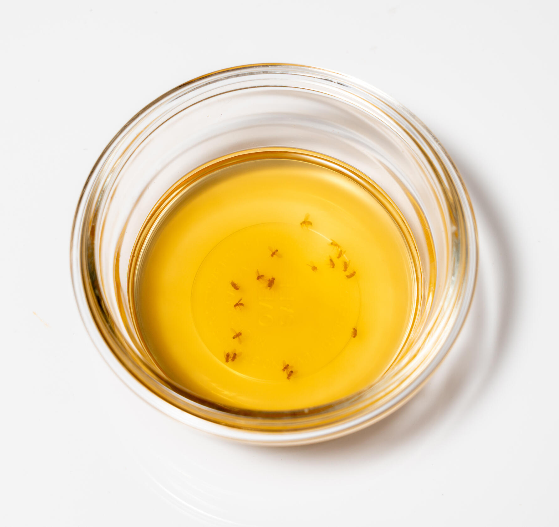 An entomologist told us the fastest way to get rid of fruit flies. Here ...