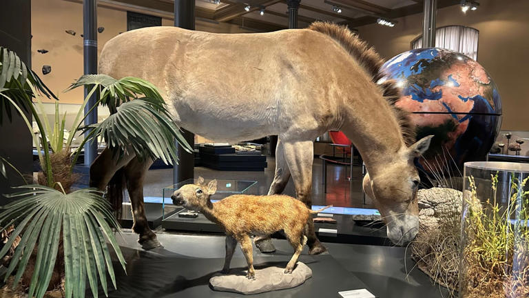 Dinos, Ur-Pferd, Humboldts Haustier: Dieses Museum lohnt sich