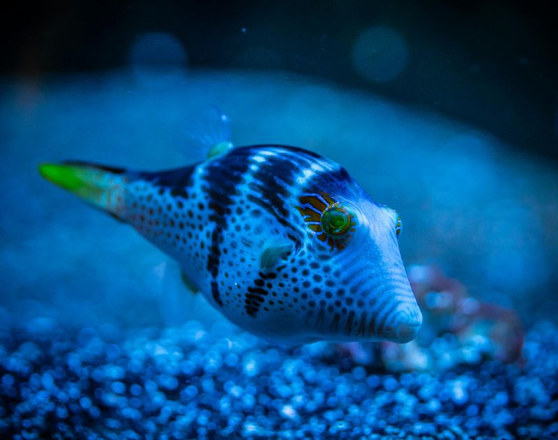 10 Animals That Can Change Their Body Shape
