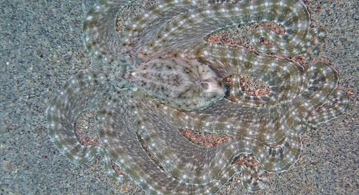 Sea Creatures That Mastered the Art of Disguise