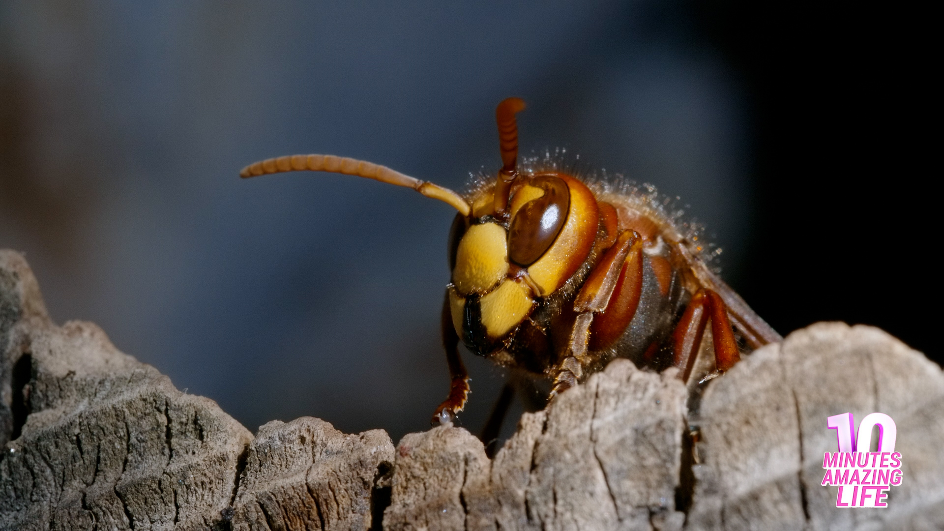 European Hornet Emerging from Its Nest