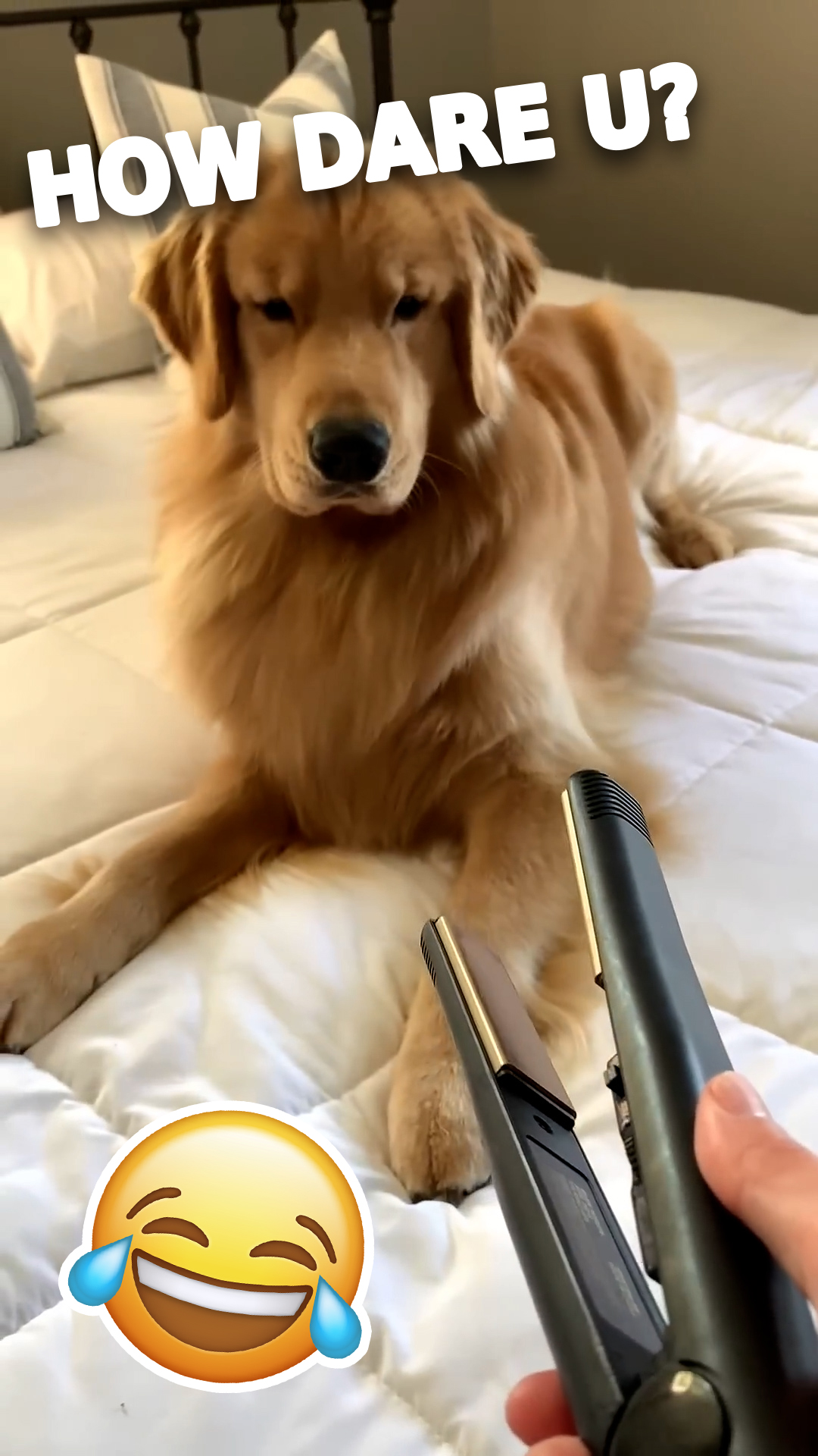 My Dog vs. Hair Straightener