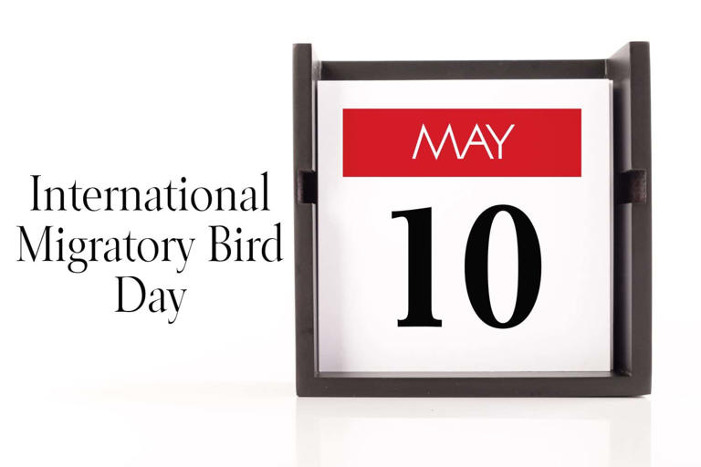 Why We Celebrate World Migratory Bird Day