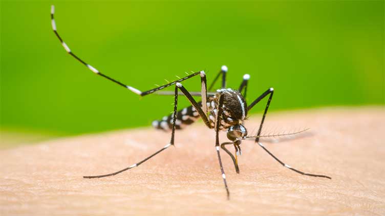 Islamabad reports 26 new dengue cases, 17 hospitalizedPublished on ...