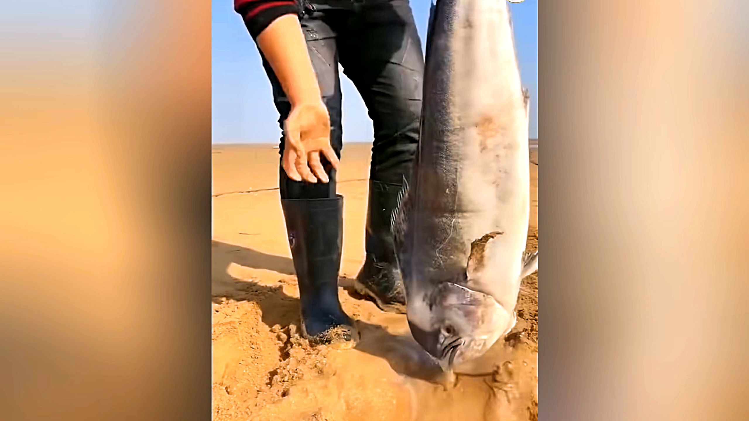 Een Gigantische Vis Wordt van Onder het Zand van een Strand Gehaald