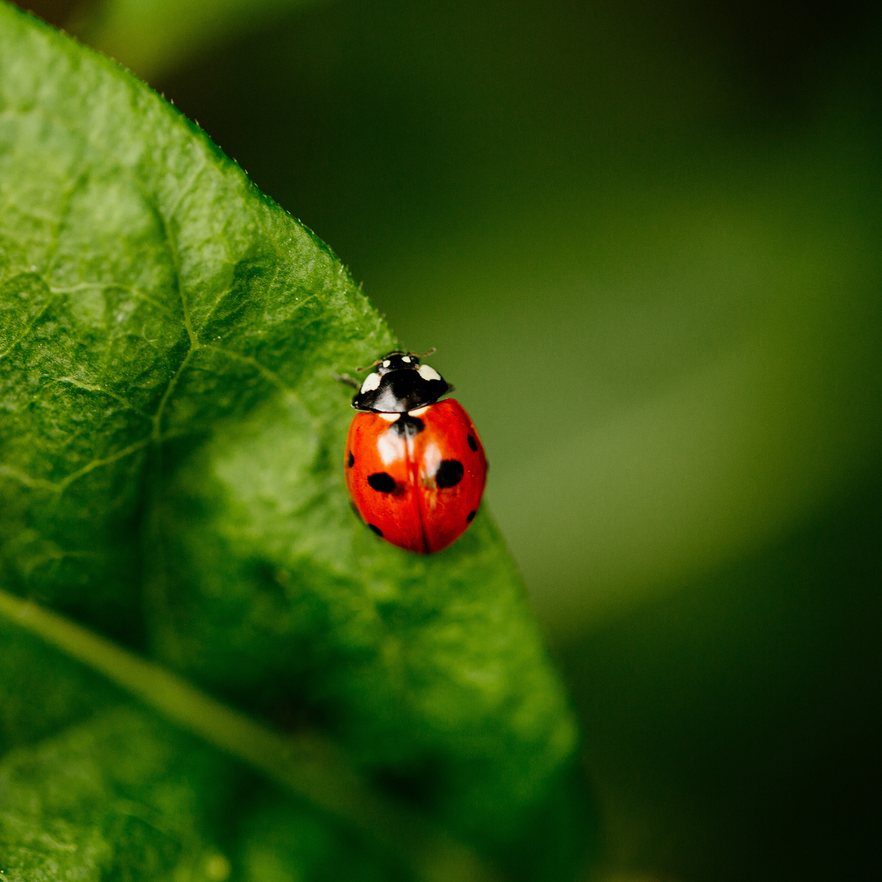Ladybirds are swarming homes across the UK this October – these 6 ...