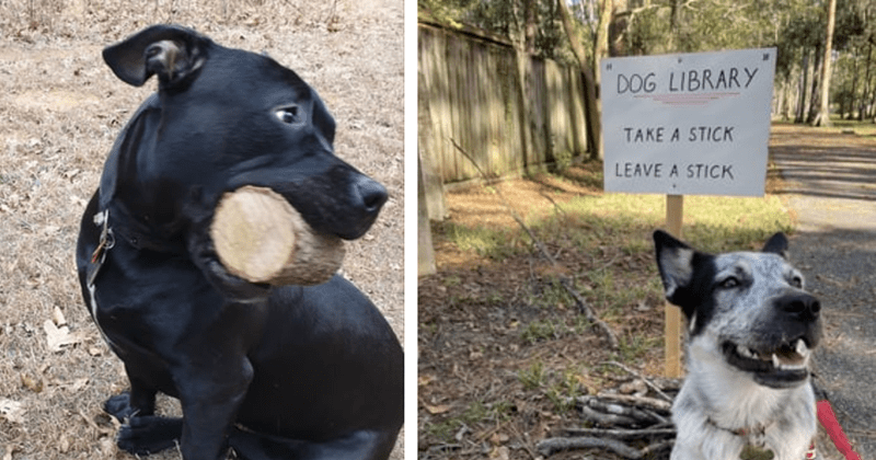 25 Howlsome Photos of Cute Canines Carrying their Favorite Sticks