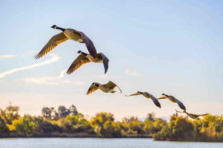 Why We Celebrate World Migratory Bird Day
