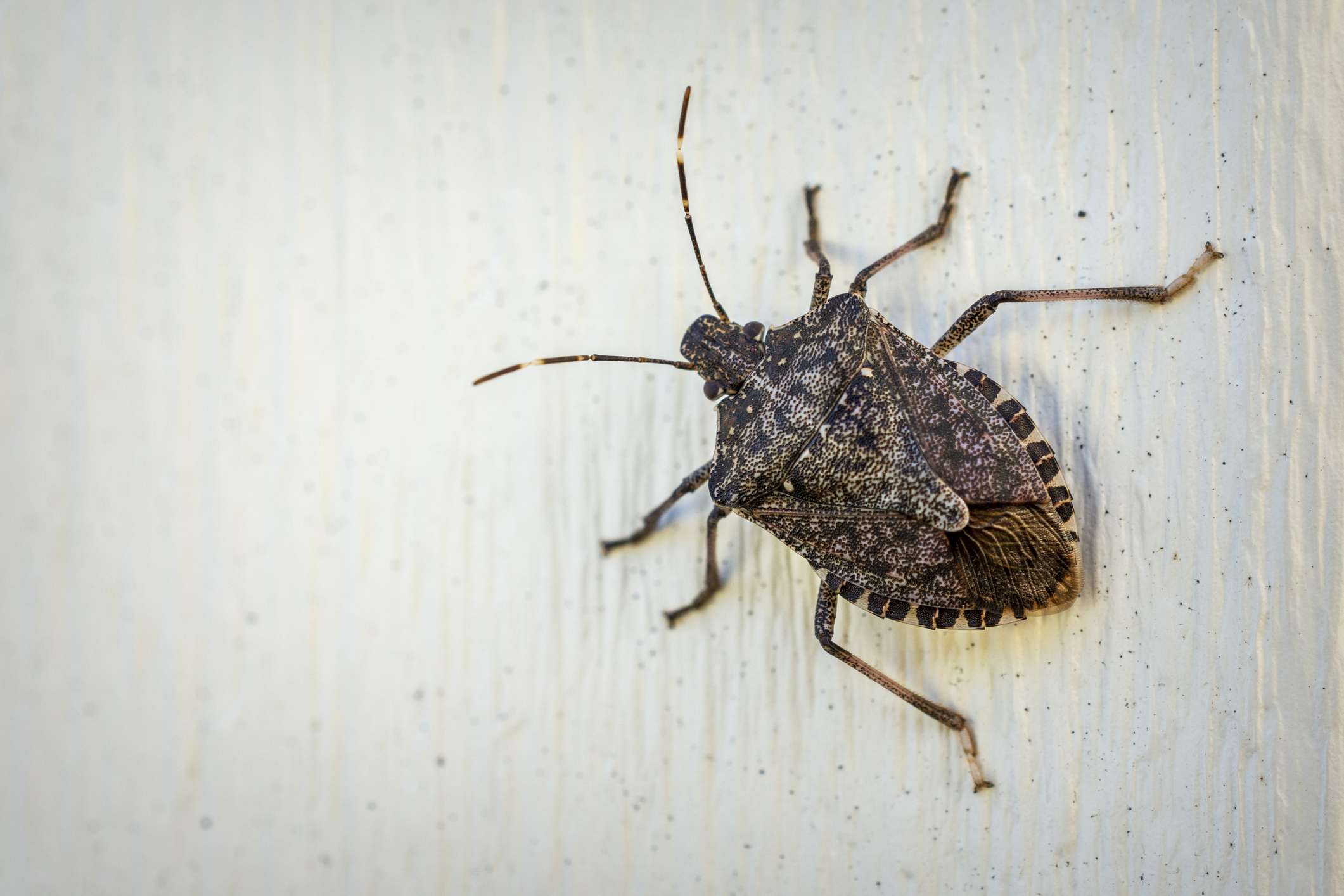 Does Diatomaceous Earth Work on Stink Bugs? Here's What Pest Control ...