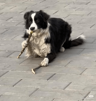 25 Howlsome Photos of Cute Canines Carrying their Favorite Sticks