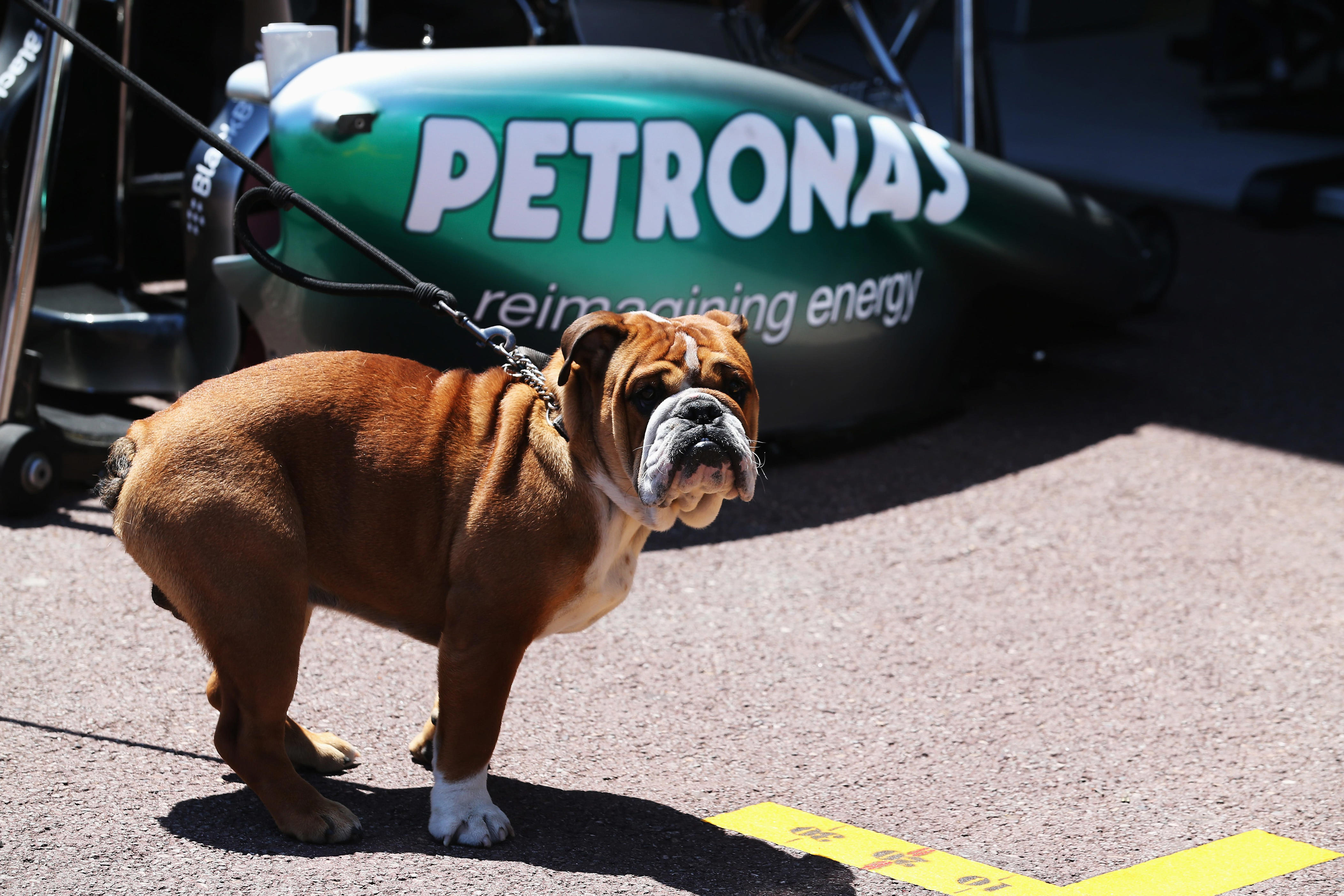 Roscoe Hamilton photos of Lewis Hamilton's beloved dog who died