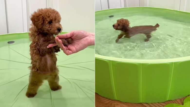This Poodle Puppy Getting Its First Bath Is The Cutest Thing You'll See ...