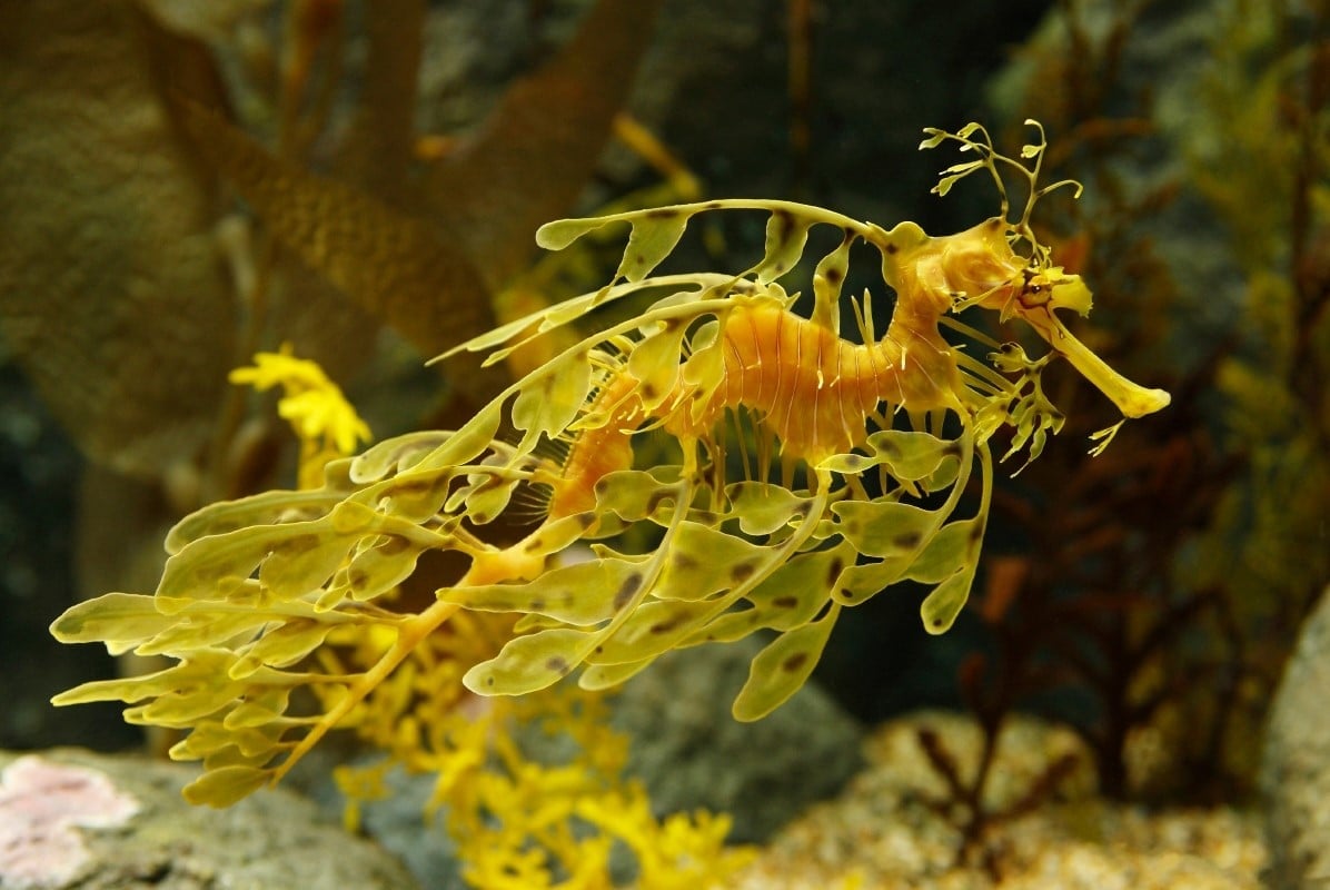 Sea Creatures That Mastered the Art of Disguise