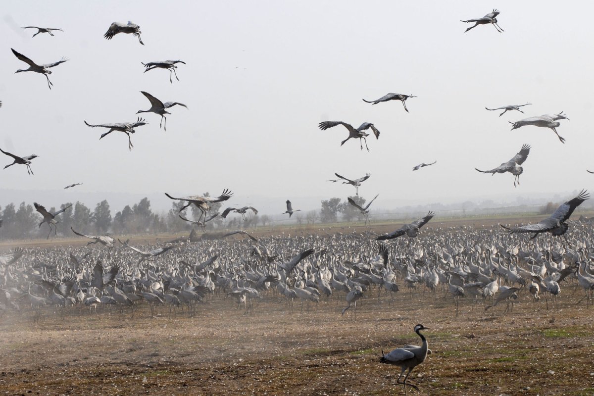 Millions of birds are migrating ---here's how to help keep them safe
