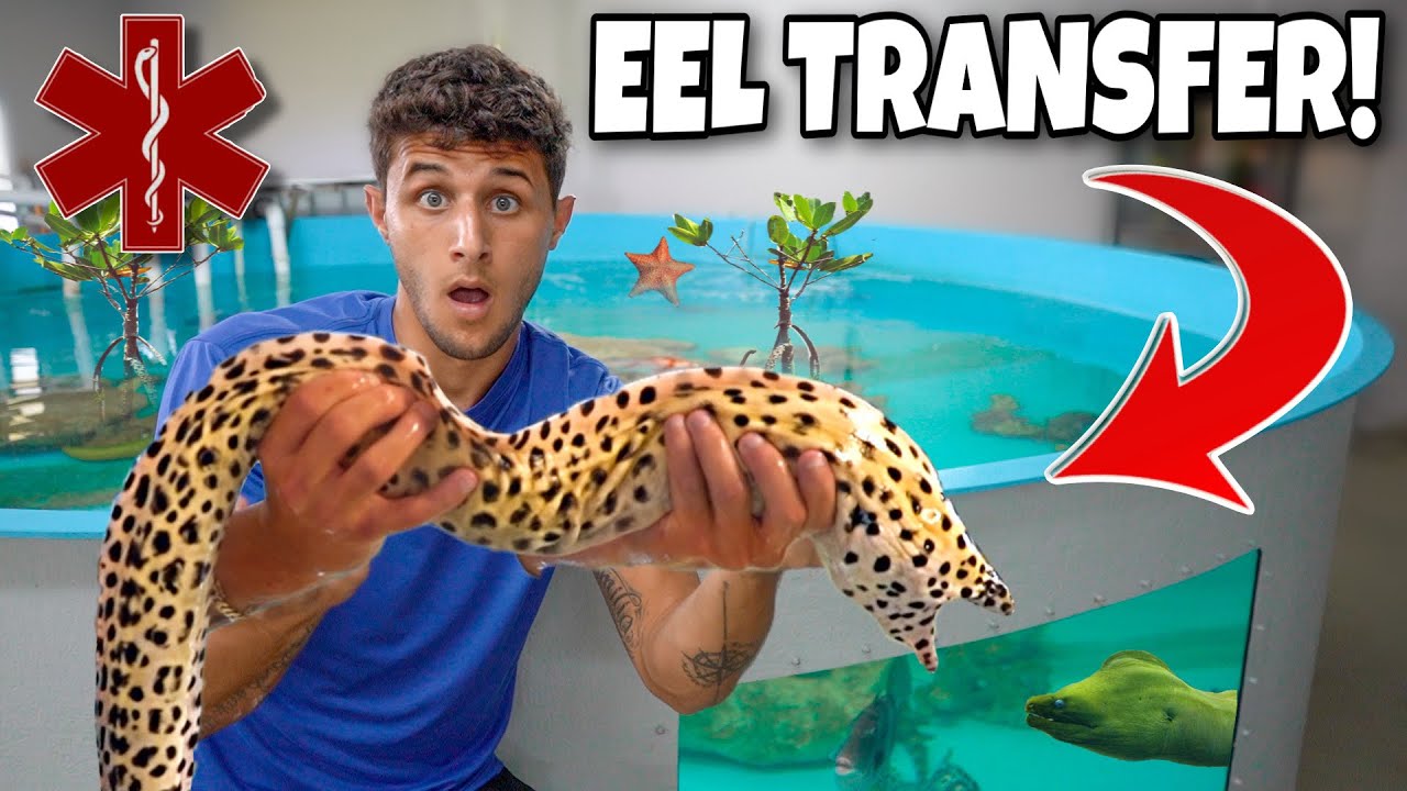 Transferring aggressive eel to my saltwater pond!