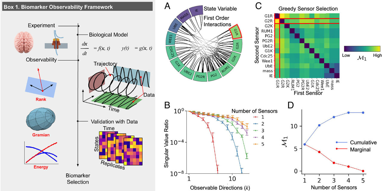 Fundamental engineering principles can help identify disease biomarkers ...