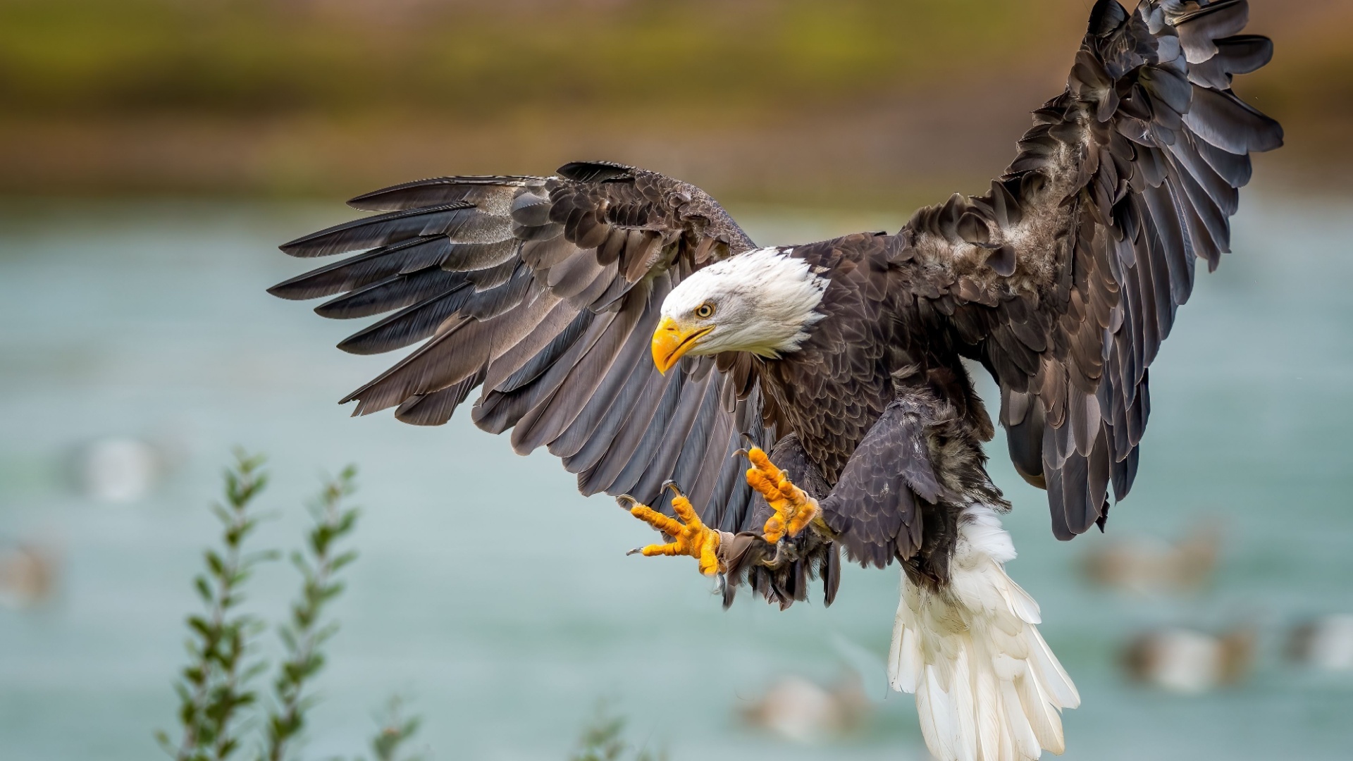 11 Of The World’s Strongest Birds And How Much They Can Carry