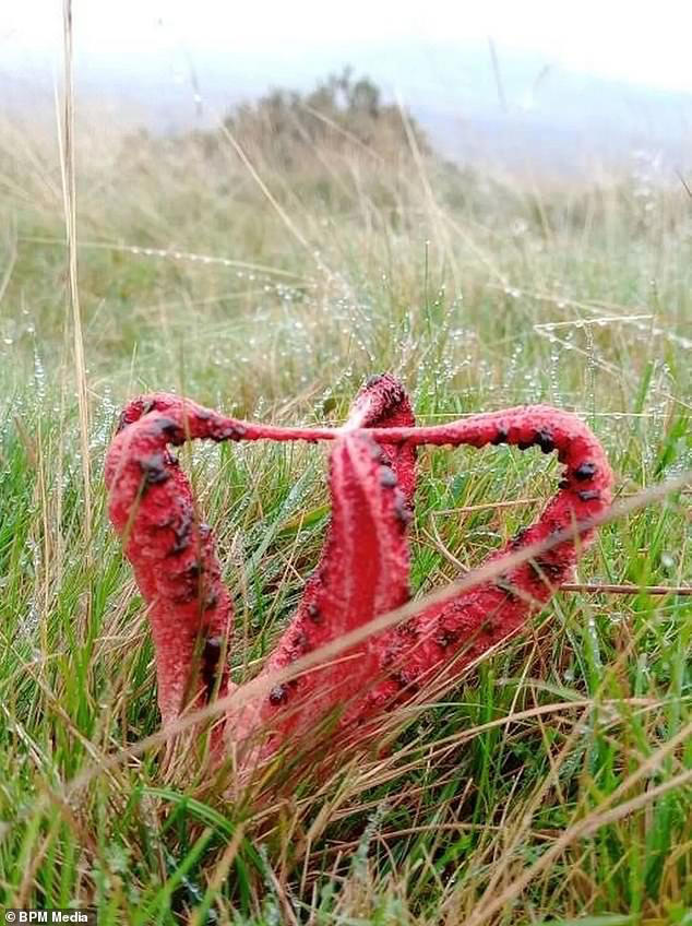 Hiker finds alien-looking fungus on Dartmoor - and soon learns why it ...