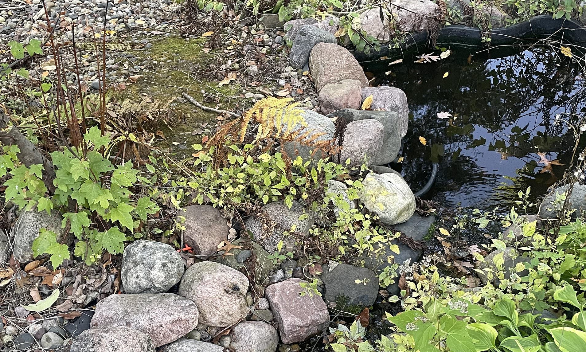 Stream photo turns into optical illusion as it hides a bird - can you ...