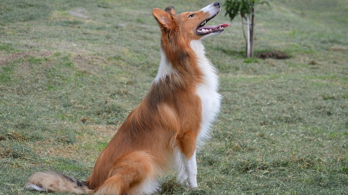 The most loyal dogs of all time: 9 breeds that will never betray you