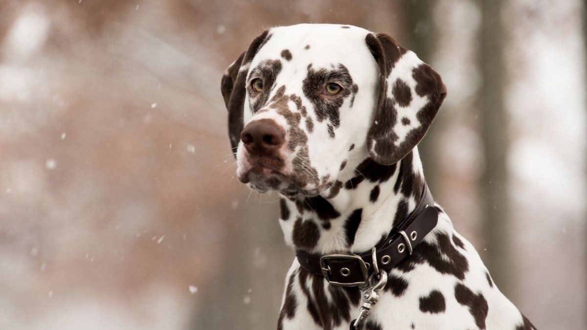 The 10 dog breeds that, according to veterinarians, need the most exercise