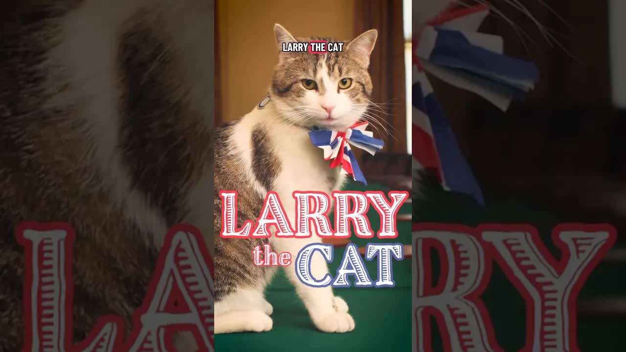 Have you heard of Larry the Cat? #cats #larrythecat #catswithjobs