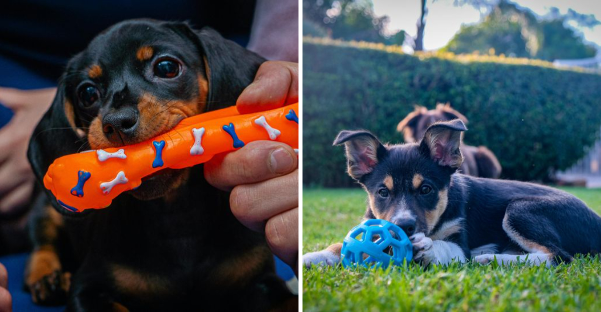 The Dogs That Chew The Most