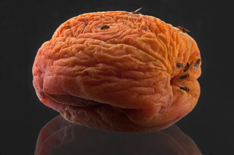 An entomologist told us the fastest way to get rid of fruit flies. Here ...