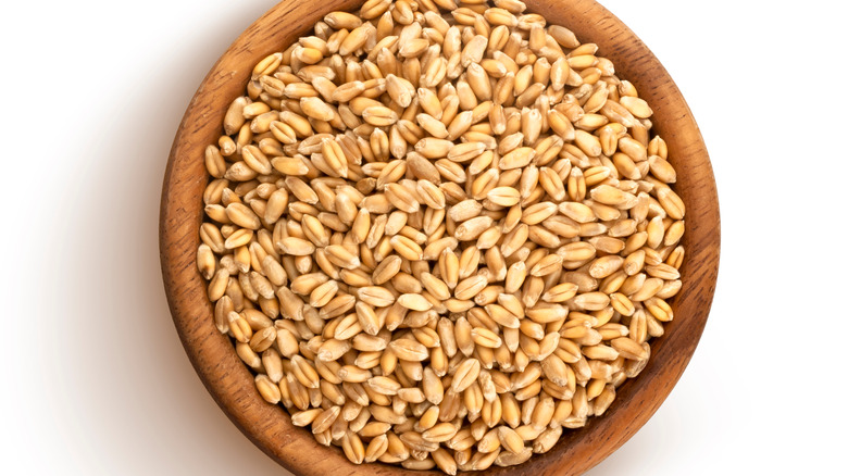 Everything You Need To Know About Barley