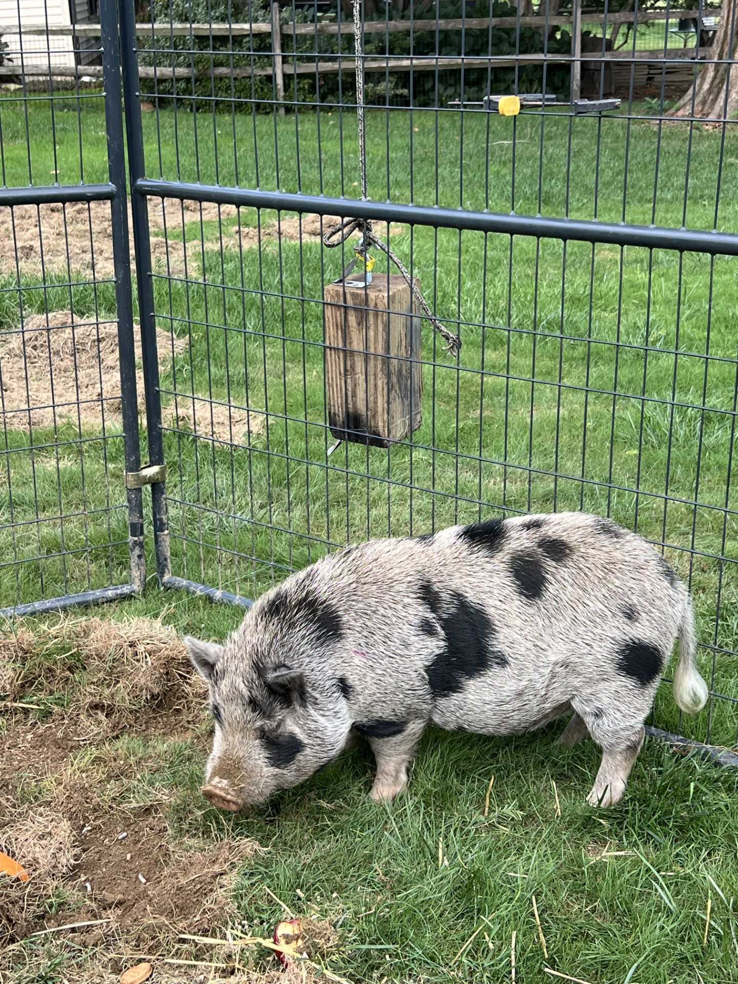 Arnold the pig captured after months on the run in Manor Township