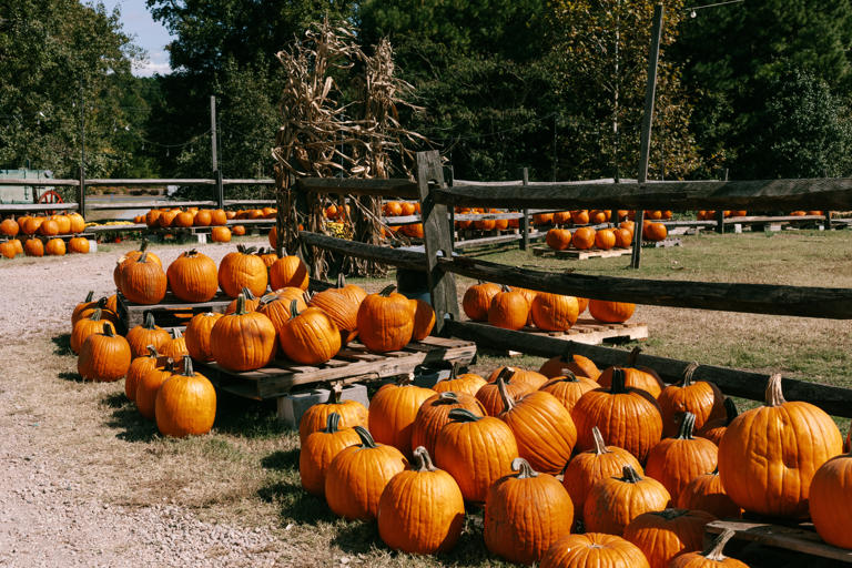 Brits Shocked to Learn Truth About 'Pumpkin Picking'