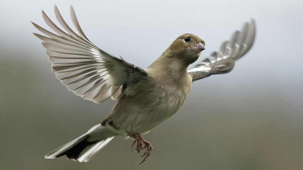 Experts Warn of Unusual Changes in Bird Behavior