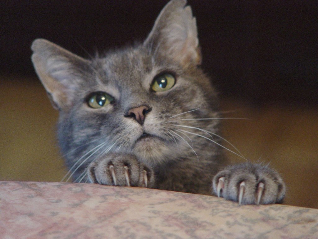 Newsom scratches signature onto ‘claw law,' ending ability to declaw ...